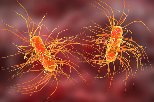 รูปภาพEnterocolitis – เลือกดูภาพถ่ายสต็อก เวกเตอร์ และวิดีโอ616 | Adobe ...