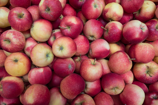 รูปภาพApfelernte – เลือกดูภาพถ่ายสต็อก เวกเตอร์ และวิดีโอ5,156 | Adobe ...