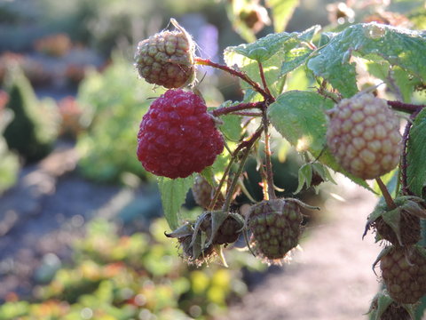「Himbeer-Strauch」の写真素材 | 289件の無料イラスト画像 | Adobe Stock