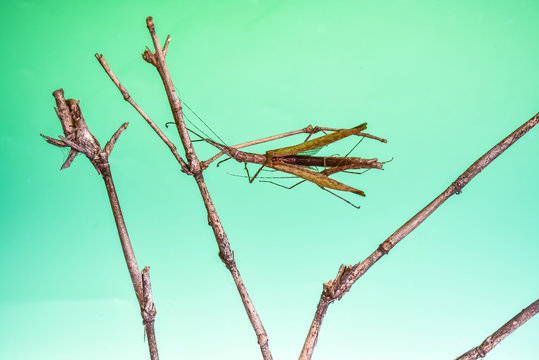 รูปภาพphasmatodea เลือกดูภาพถ่ายสต็อก เวกเตอร์ และวิดีโอ26 157