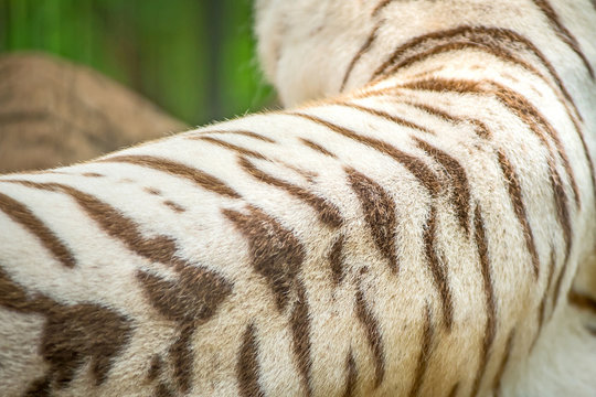 White-Tiger Images – Browse 15 Stock Photos, Vectors, and Video | Adobe Stock