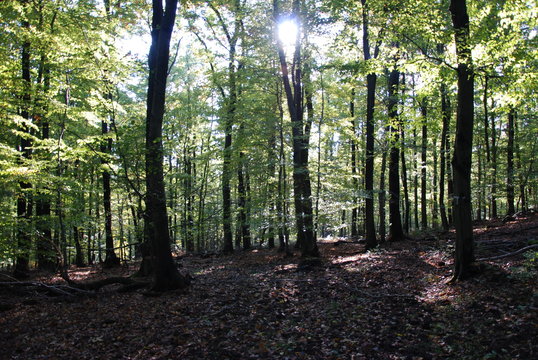 Baumschatten bilder – Bläddra bland 193 stockfoton, vektorer och videor ...