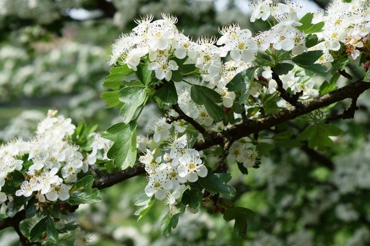 รูปภาพRami – เลือกดูภาพถ่ายสต็อก เวกเตอร์ และวิดีโอ37,931 | Adobe Stock