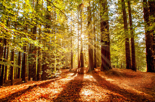 รูปภาพAmanecer – เลือกดูภาพถ่ายสต็อก เวกเตอร์ และวิดีโอ116,899 | Adobe ...