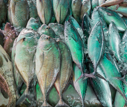 Skumbria Images – Browse 6 Stock Photos, Vectors, and Video | Adobe Stock