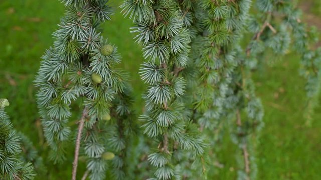 Imagens de Pinacea – Explore Fotografias do Stock, Vetores e Vídeos de ...