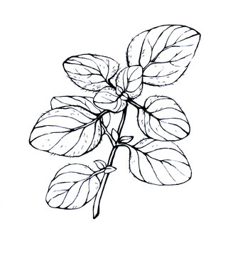 Oregano Plant Drawing