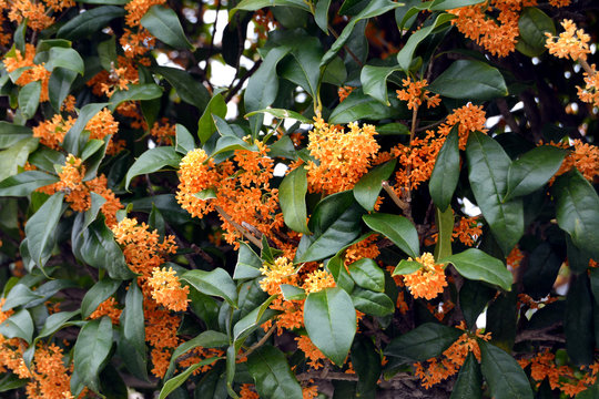 Osmanthus - Images et vidéos libres de droits | Adobe Stock