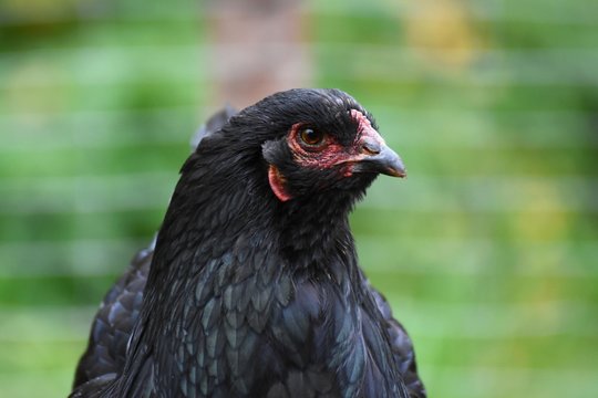 LAS 67 MEJORES IMÁGENES, FOTOS DE ARCHIVO Y VECTORES DE Riesenhuhn ...