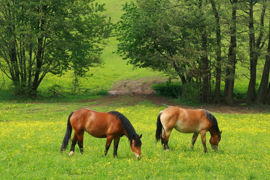 รูปภาพKonie – เลือกดูภาพถ่ายสต็อก เวกเตอร์ และวิดีโอ2,957 | Adobe Stock