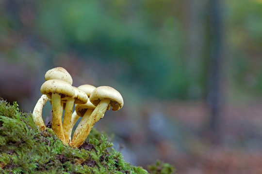 รูปภาพPioppini – เลือกดูภาพถ่ายสต็อก เวกเตอร์ และวิดีโอ503 | Adobe Stock