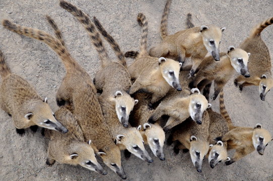 Nosuh Bilder – Durchsuchen 25 Archivfotos, Vektorgrafiken und Videos ...