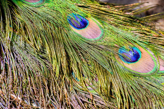 "Peacock Texture" Images – Browse 27 Stock Photos, Vectors, and Video ...