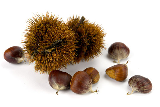 รูปภาพEdelkastanien – เลือกดูภาพถ่ายสต็อก เวกเตอร์ และวิดีโอ1,098 ...