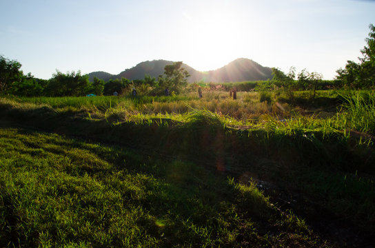 "Rice Filed" Images – Browse 328 Stock Photos, Vectors, and Video ...