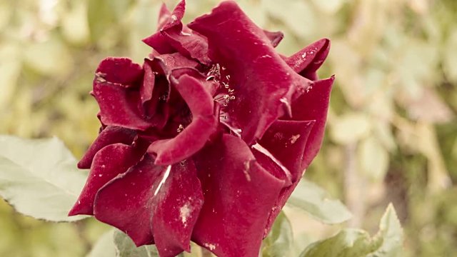 Rose-Garden Images – Browse 181 Stock Photos, Vectors, and Video | Adobe Stock