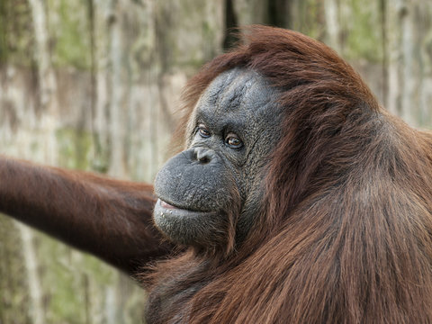 Rangtang Images – Browse 1 Stock Photos, Vectors, and Video | Adobe Stock