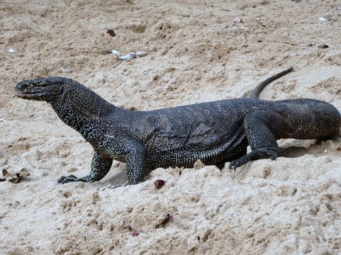 「Warane」の写真素材 | 307件の無料イラスト画像 | Adobe Stock