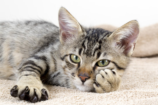 「Pisi」の写真素材 | 1,133件の無料イラスト画像 | Adobe Stock