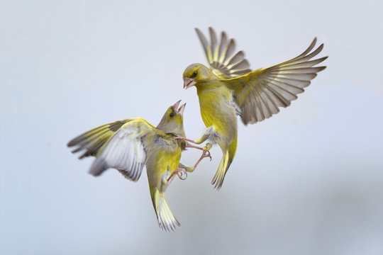 Two Birds In Love Flying