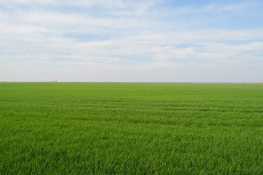 รูปภาพGrass-Land – เลือกดูภาพถ่ายสต็อก เวกเตอร์ และวิดีโอ3,435 | Adobe ...
