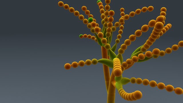 รูปภาพHyphae – เลือกดูภาพถ่ายสต็อก เวกเตอร์ และวิดีโอ30,899 | Adobe Stock