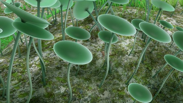 Acetabularia Images – Browse 76 Stock Photos, Vectors, and Video ...