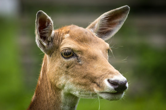 Rehaugen Bilder – Durchsuchen 4,318 Archivfotos, Vektorgrafiken und ...