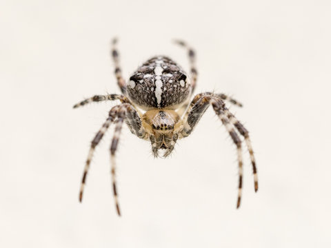 รูปภาพAraneus – เลือกดูภาพถ่ายสต็อก เวกเตอร์ และวิดีโอ9,141 | Adobe Stock
