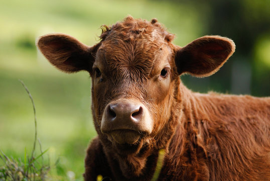 8,265 BEST Veau IMAGES, STOCK PHOTOS & VECTORS | Adobe Stock