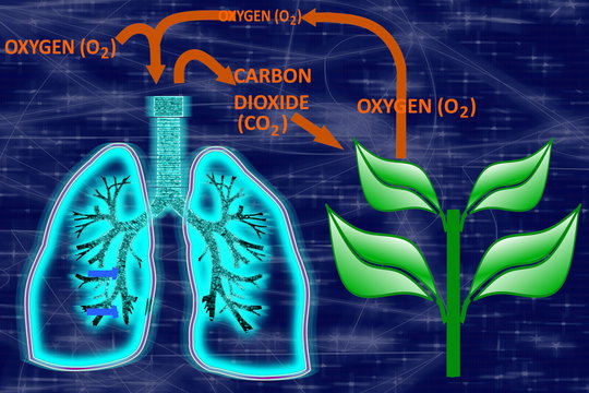 Oxygen Cycle In Human Body