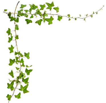Efeuranken Bilder – Durchsuchen 4,564 Archivfotos, Vektorgrafiken und ...
