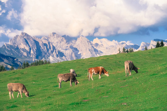 รูปภาพMucche – เลือกดูภาพถ่ายสต็อก เวกเตอร์ และวิดีโอ4,707 | Adobe Stock