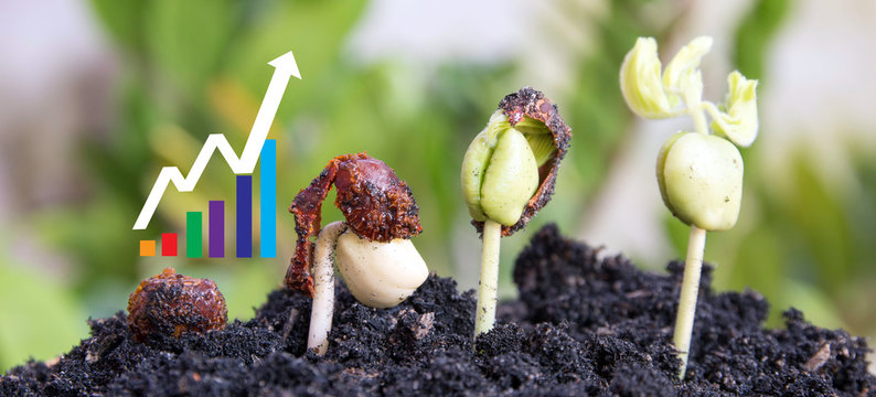 "Seed To Tree" Images – Browse 27 Stock Photos, Vectors, and Video ...