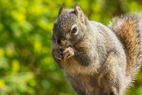 Munchies Images – Browse 5,560 Stock Photos, Vectors, and Video | Adobe ...