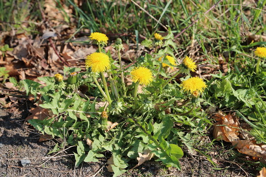 Löwenzahntee-Bilder: Stock-Fotos & -Videos. | Adobe Stock