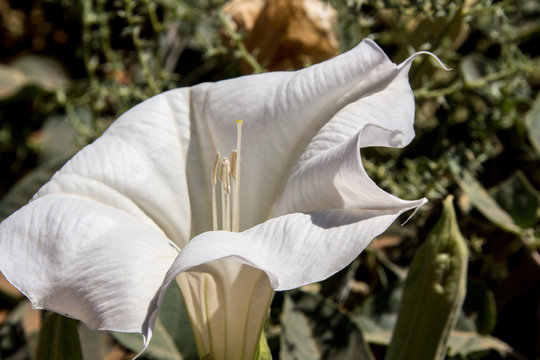 Jimson Weed