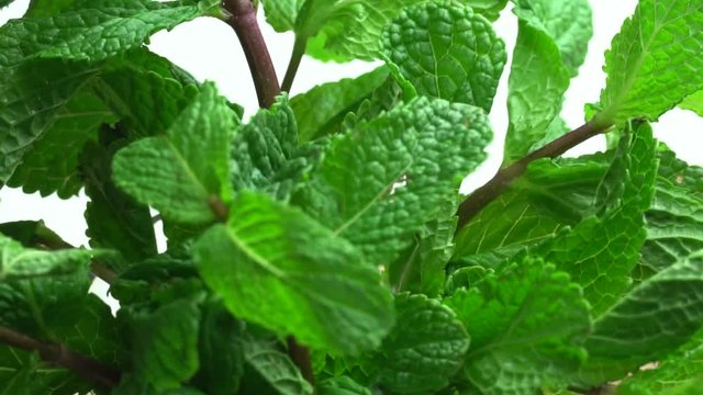 Mint Video Footage – Browse 33,000 HD Stock Video and Footage | Adobe Stock