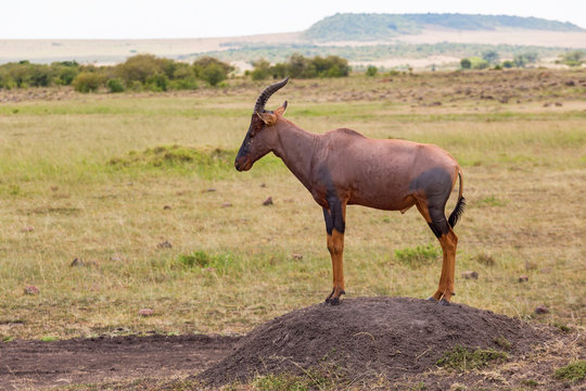 รูปภาพTopi.animal – เลือกดูภาพถ่ายสต็อก เวกเตอร์ และวิดีโอ3,790 | Adobe ...