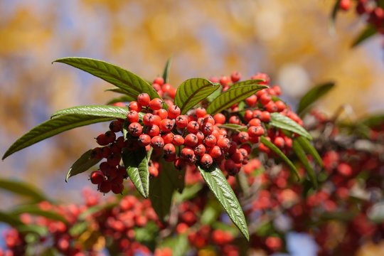 「Wildbeeren」の画像 - 599 件の Stock 写真、ベクターおよびビデオ | Adobe Stock