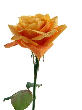 Dowy Imagens – Procure 12 fotos, vetores e vídeos | Adobe Stock