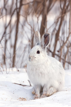 Snowshoe Rabbit In The Taiga