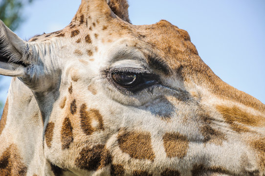 Giraffe Eyes Close Up