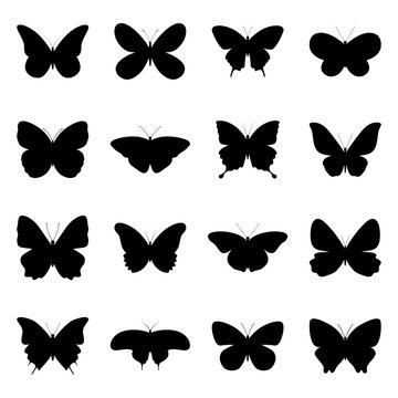 Butterfly Shape Vector