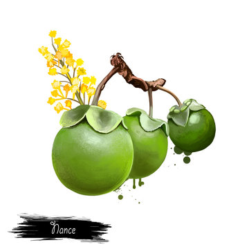 Nanche bilder – Bläddra bland 402 stockfoton, vektorer och videor ...