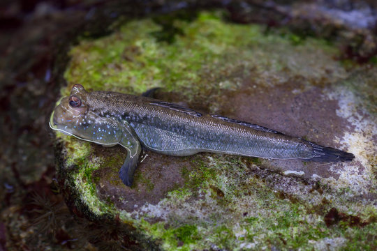 Mud-Hopper Images – Browse 4 Stock Photos, Vectors, and Video | Adobe Stock