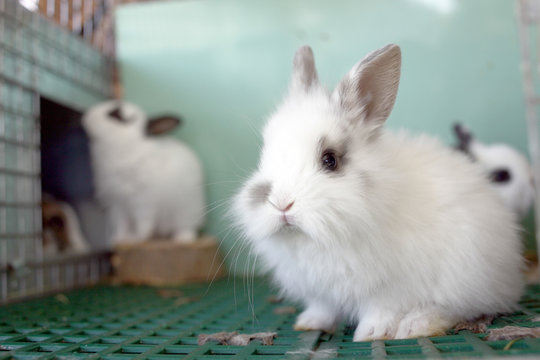 "Rabbit Farm" Images – Browse 1,294 Stock Photos, Vectors, and Video ...