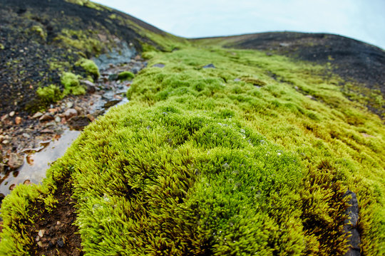 Tundra Plants Arctic Moss