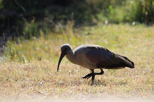 Hadida Images – Browse 236 Stock Photos, Vectors, and Video | Adobe Stock