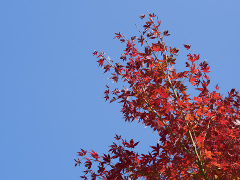 aki99 写真、画像、アセット | Adobe Stock